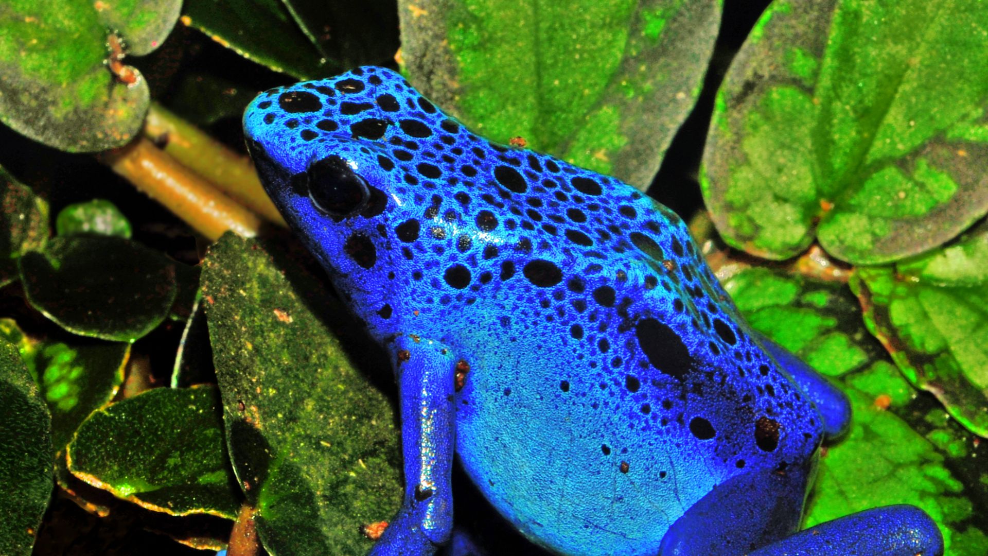 Ferocious Beasts: The 10 Most Dangerous Wild Animals On The Planet ...