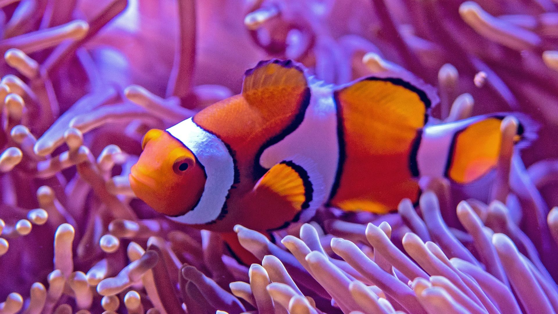 The 10 Most Beautiful Fish To Add To Your Tank - PetsAndPals