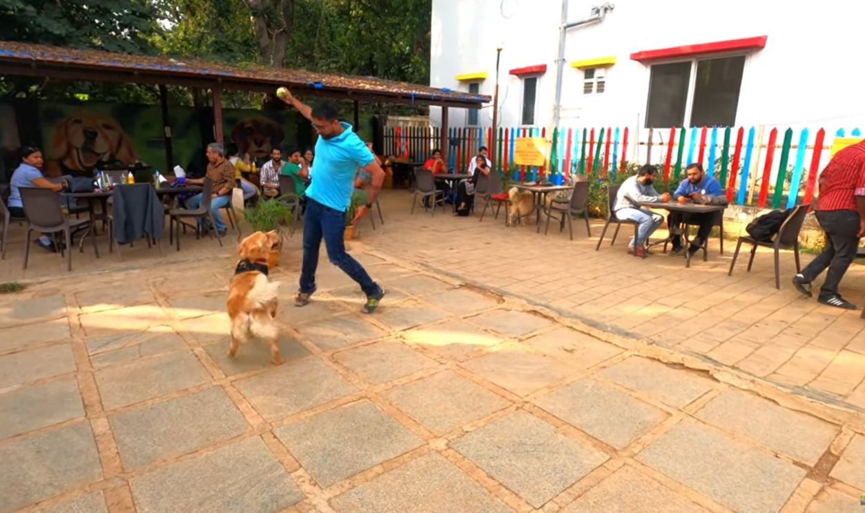 10 Adorable Pet-Friendly Cafes Around The World - PetsAndPals