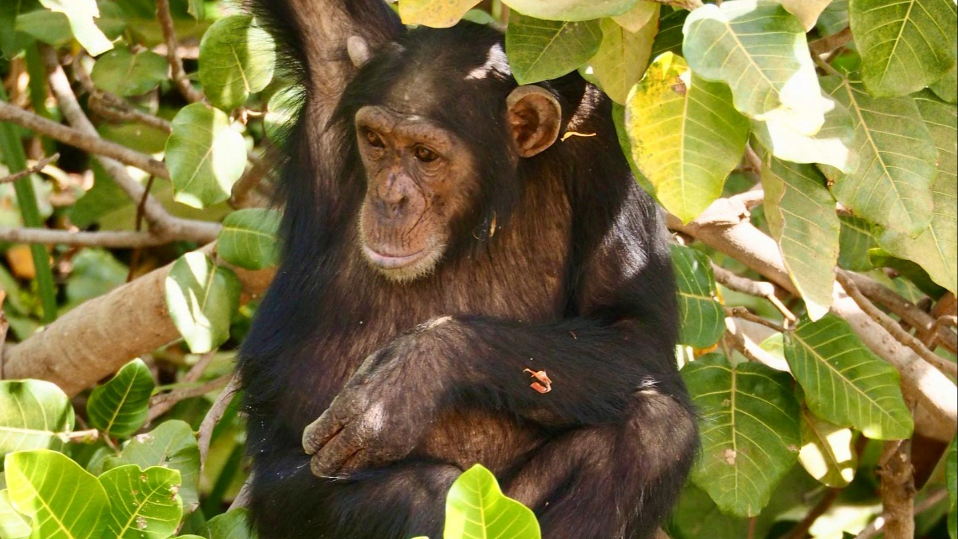 10 Organizations That Protect Animals - PetsAndPals