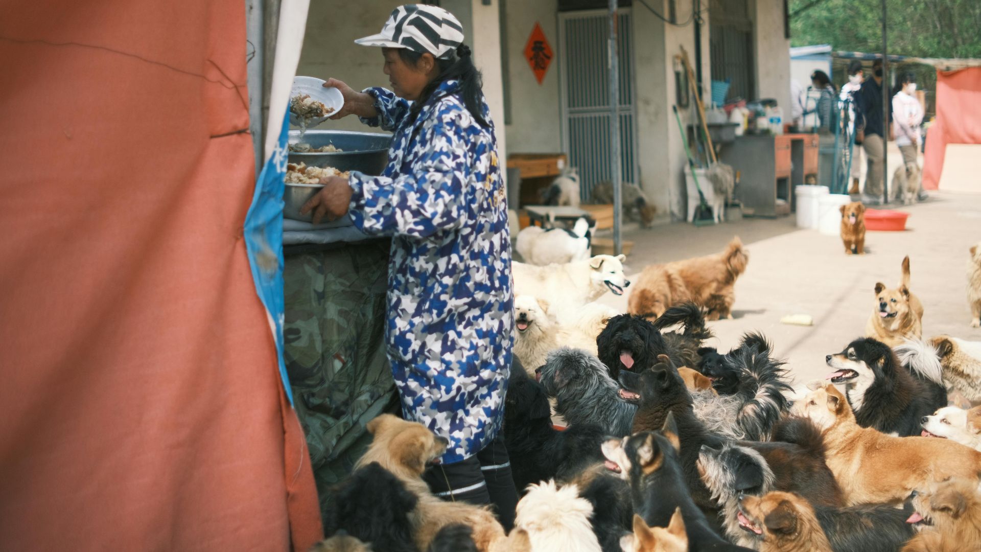 10 Fun Animal-Related Hobbies You Can Get Into - PetsAndPals