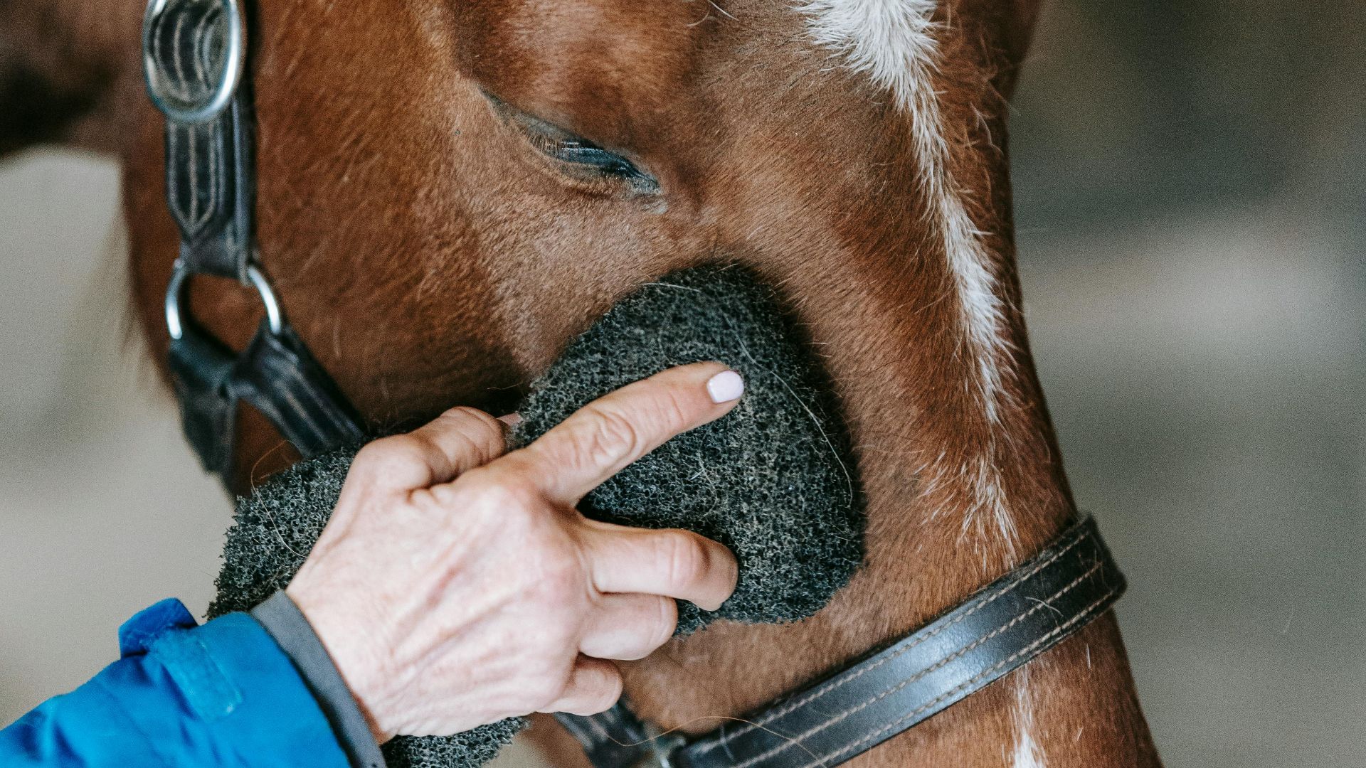 10 Fun Animal-Related Hobbies You Can Get Into - PetsAndPals