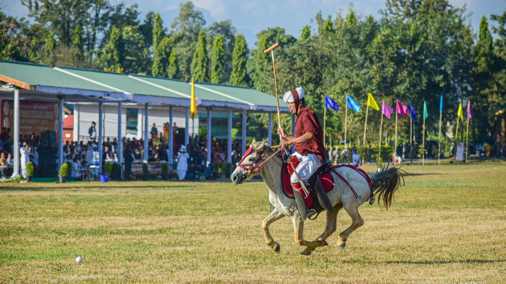 10 Fun Animal-Related Hobbies You Can Get Into - PetsAndPals