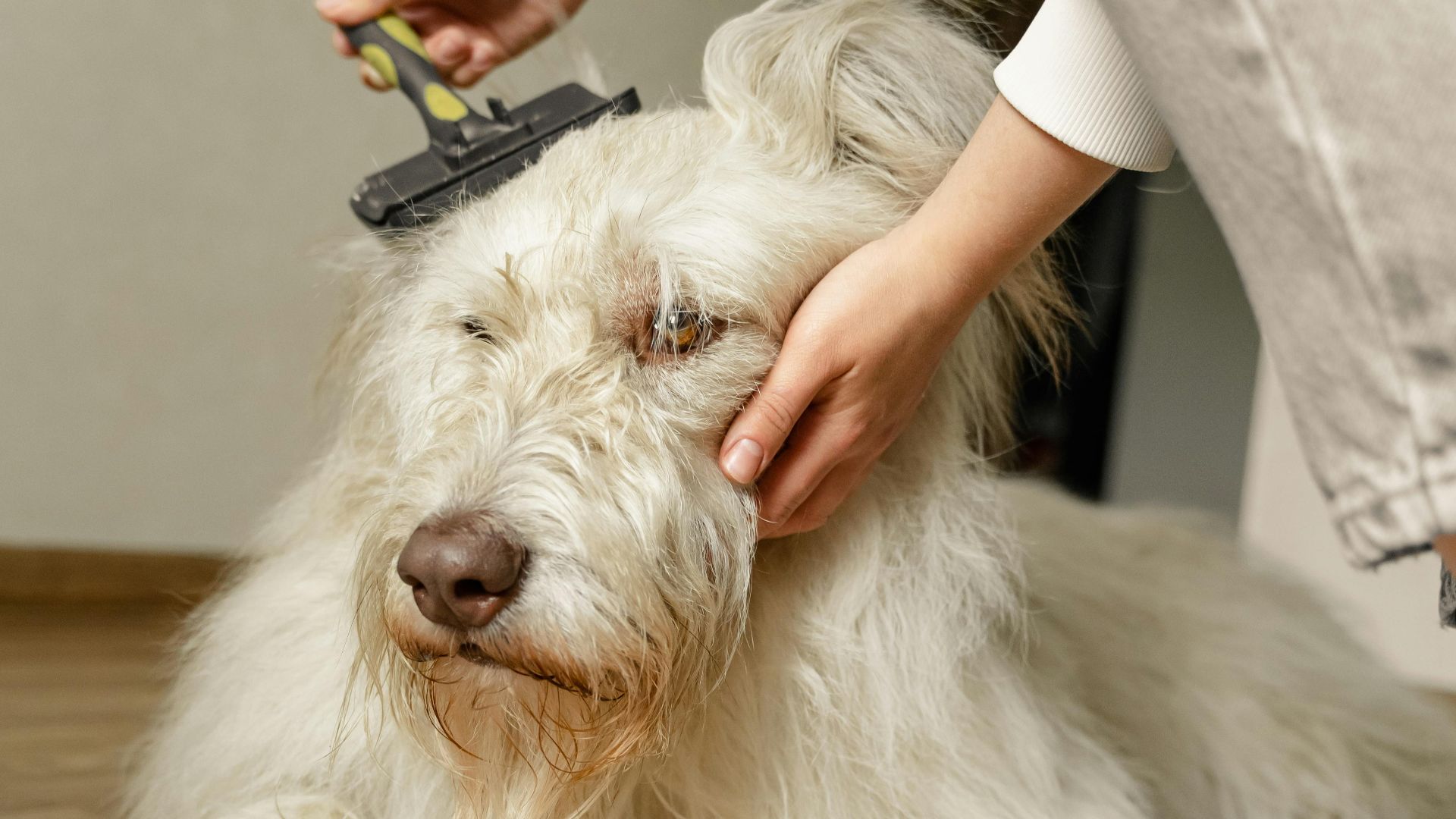 10 Pet Grooming Tips To Keep Your Animals Nice & Healthy - PetsAndPals