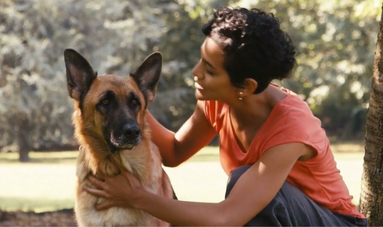 10 Organizations That Protect Animals - PetsAndPals