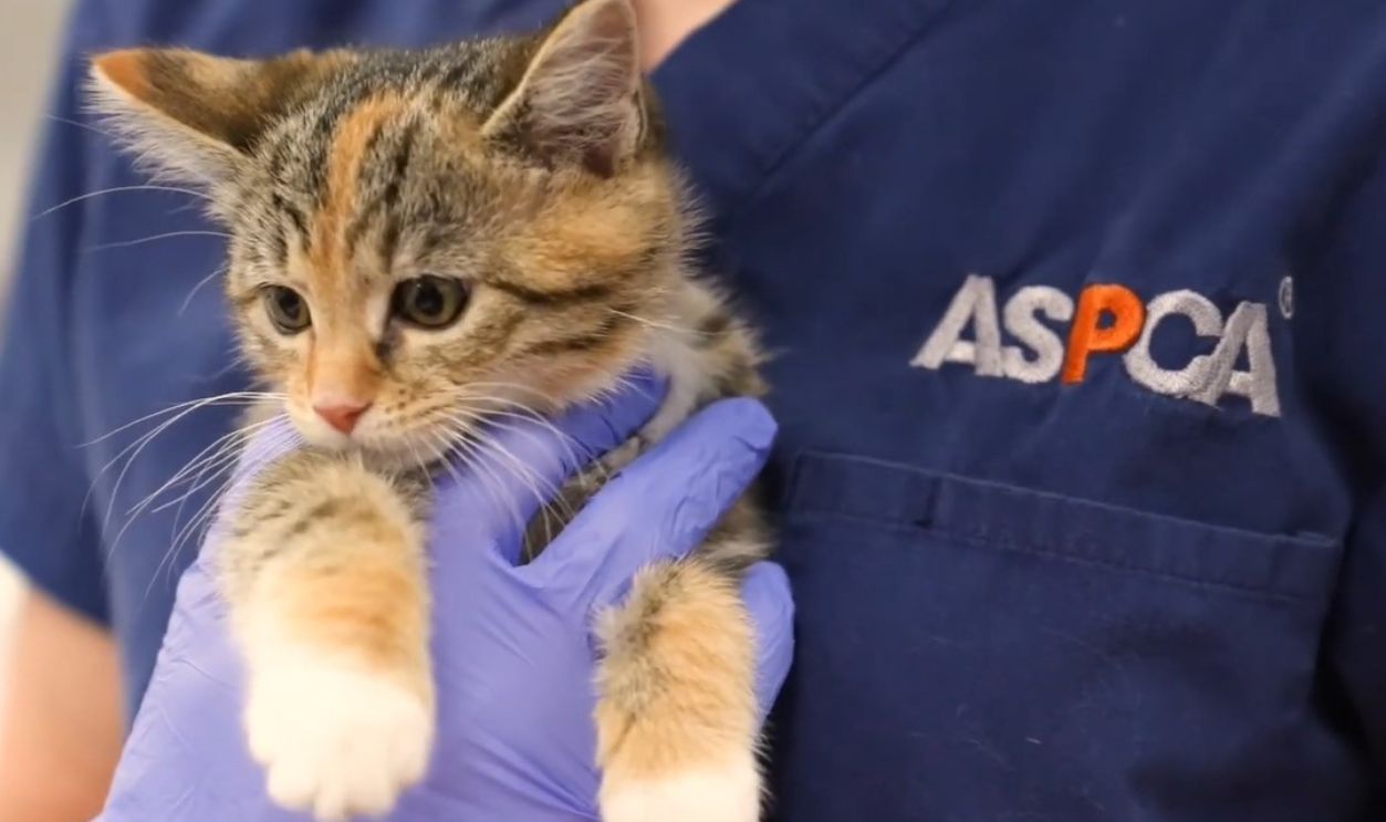 10 Organizations That Protect Animals - PetsAndPals