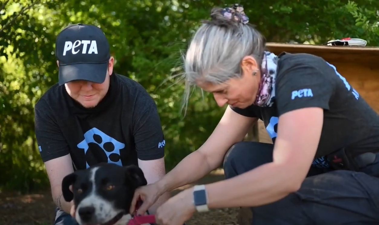 10 Organizations That Protect Animals - PetsAndPals