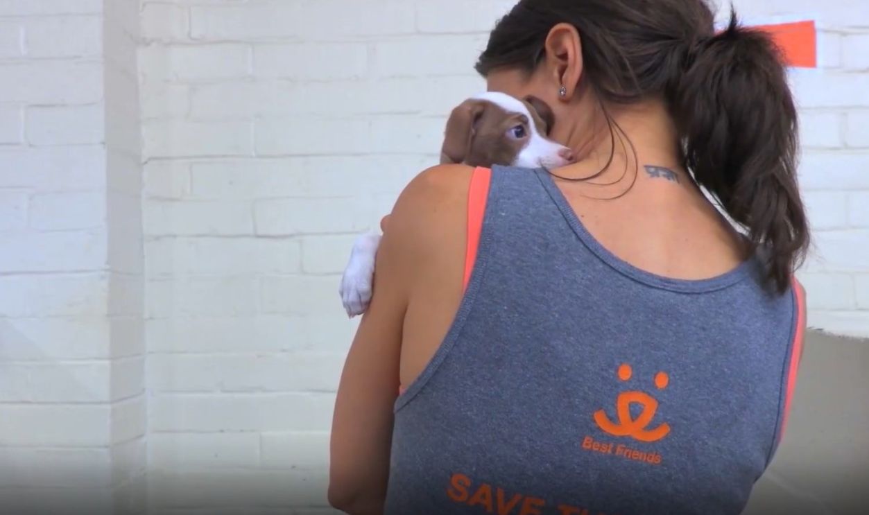 10 Organizations That Protect Animals - PetsAndPals