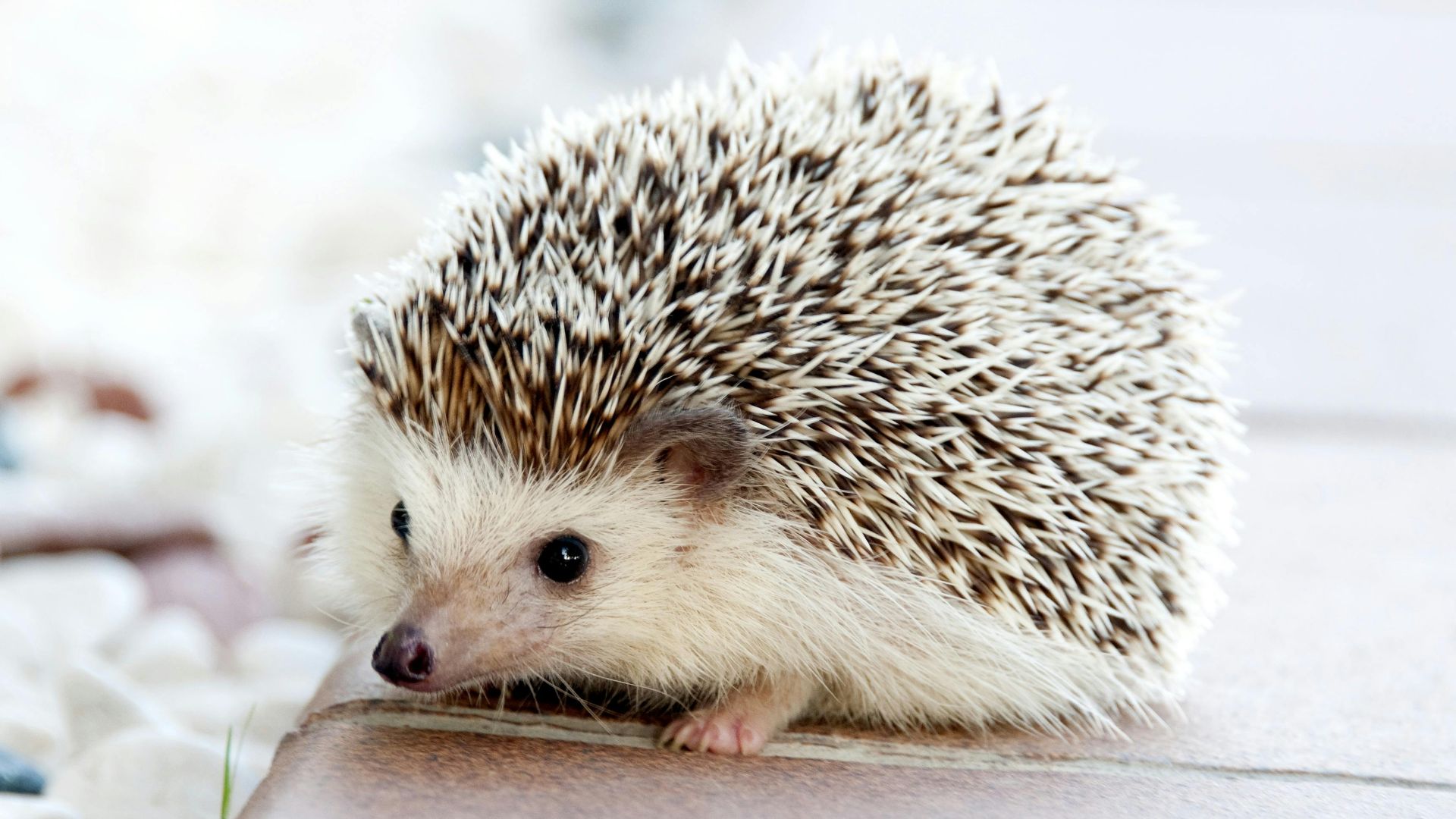 20 Small Pets That Won't Take Up Much Space - PetsAndPals