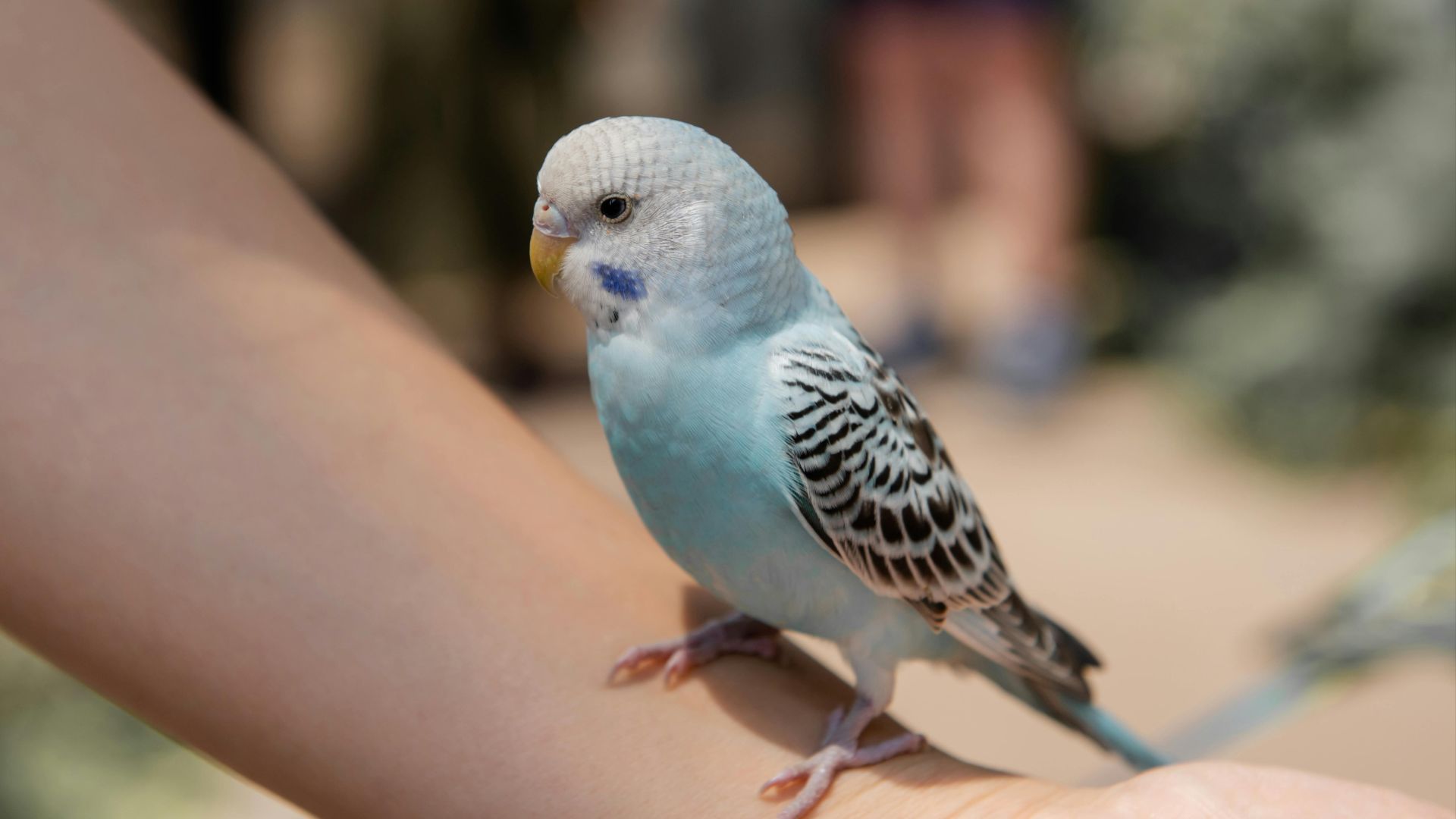 20 Small Pets That Won't Take Up Much Space - PetsAndPals