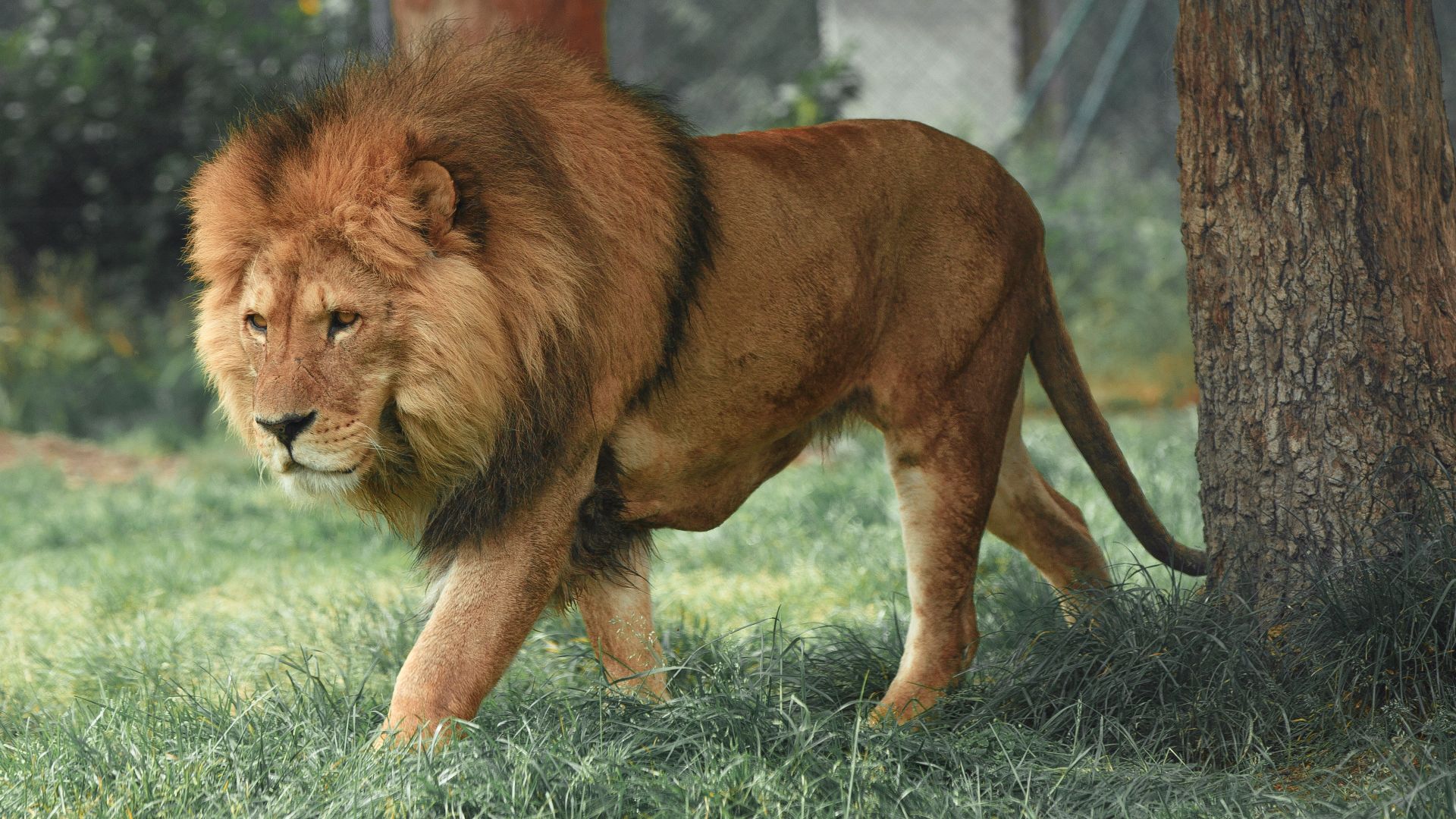 The 10 Most Loved Animals & The 10 Most Feared - PetsAndPals