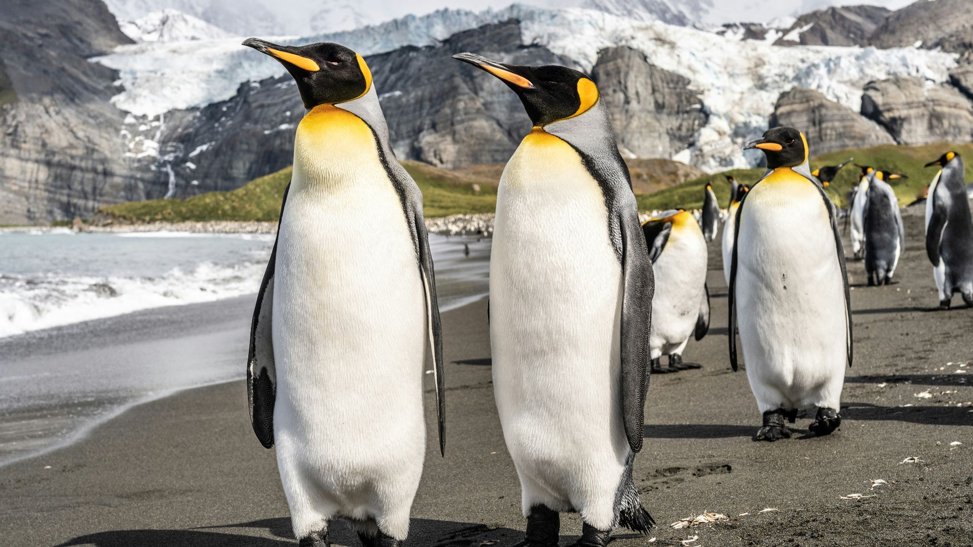 The 10 Most Loved Animals & The 10 Most Feared - PetsAndPals