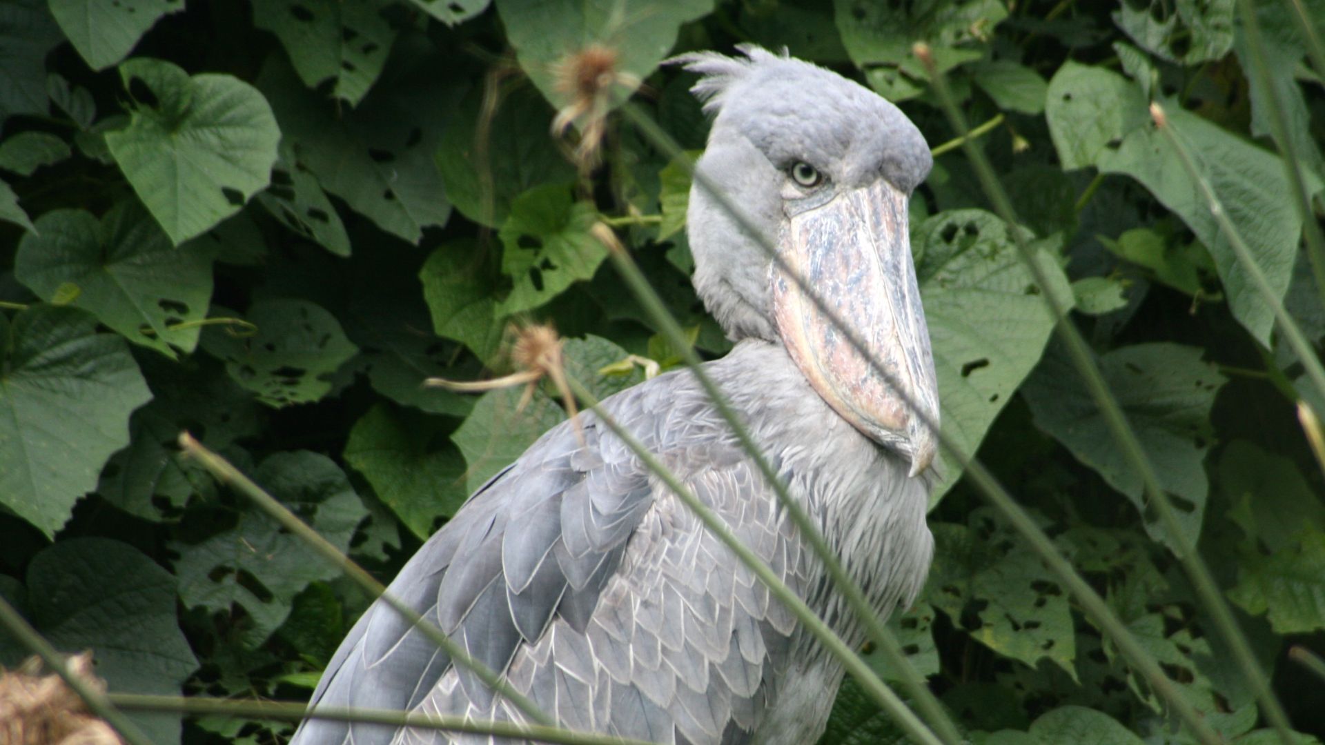 The 20 Weirdest Birds On The Planet - PetsAndPals