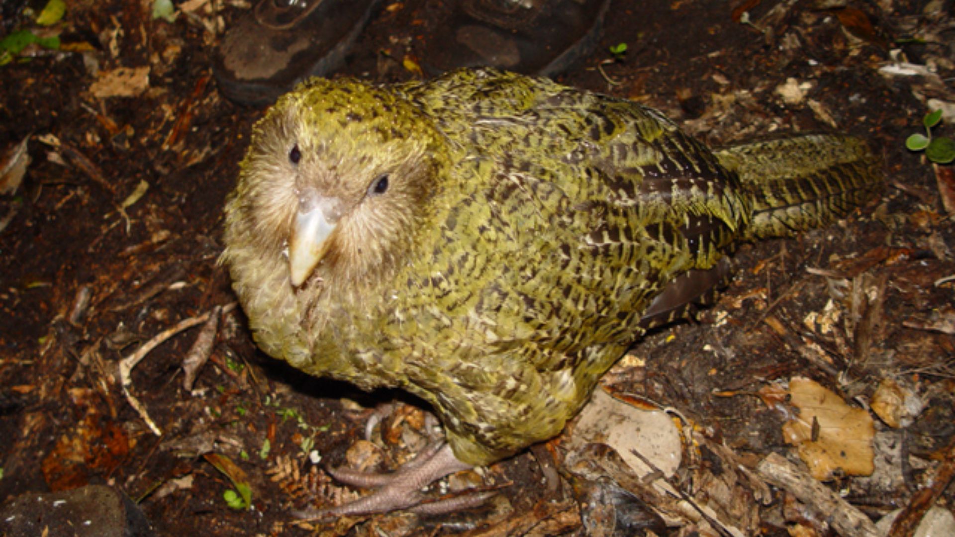 The 20 Weirdest Birds On The Planet - PetsAndPals