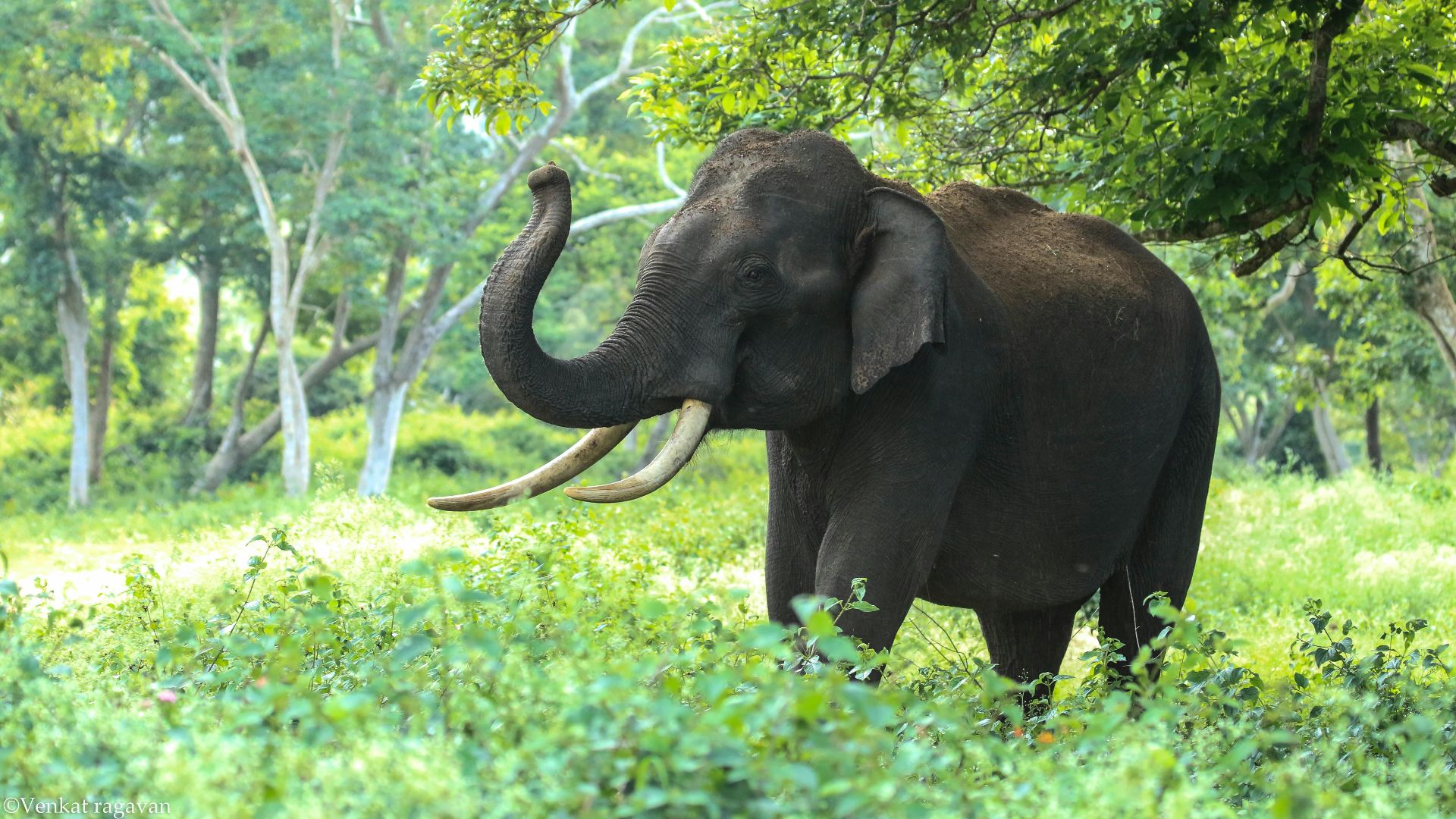 10 Animals With The Shortest Lifespans & 10 With The Longest - PetsAndPals