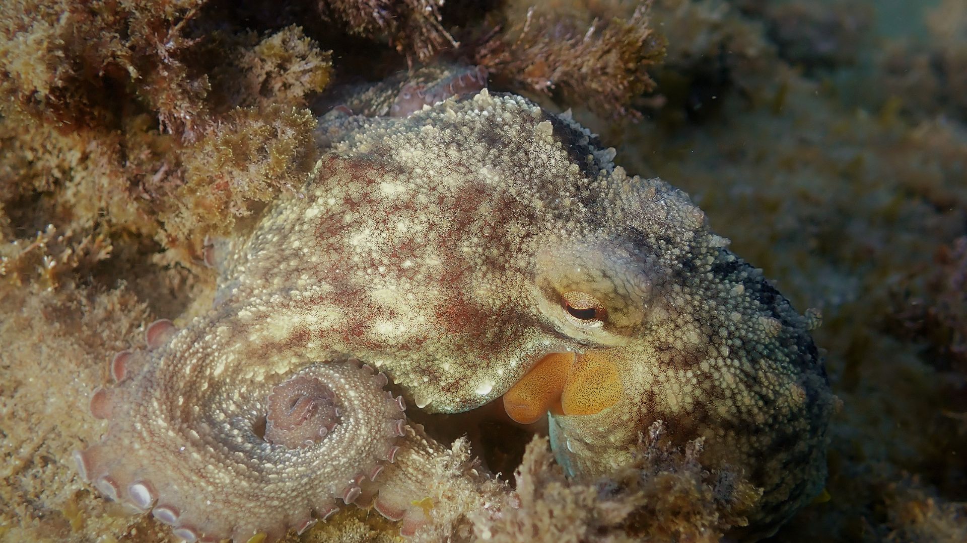Weird & Wonderful: The 20 Strangest Octopus Species - PetsAndPals