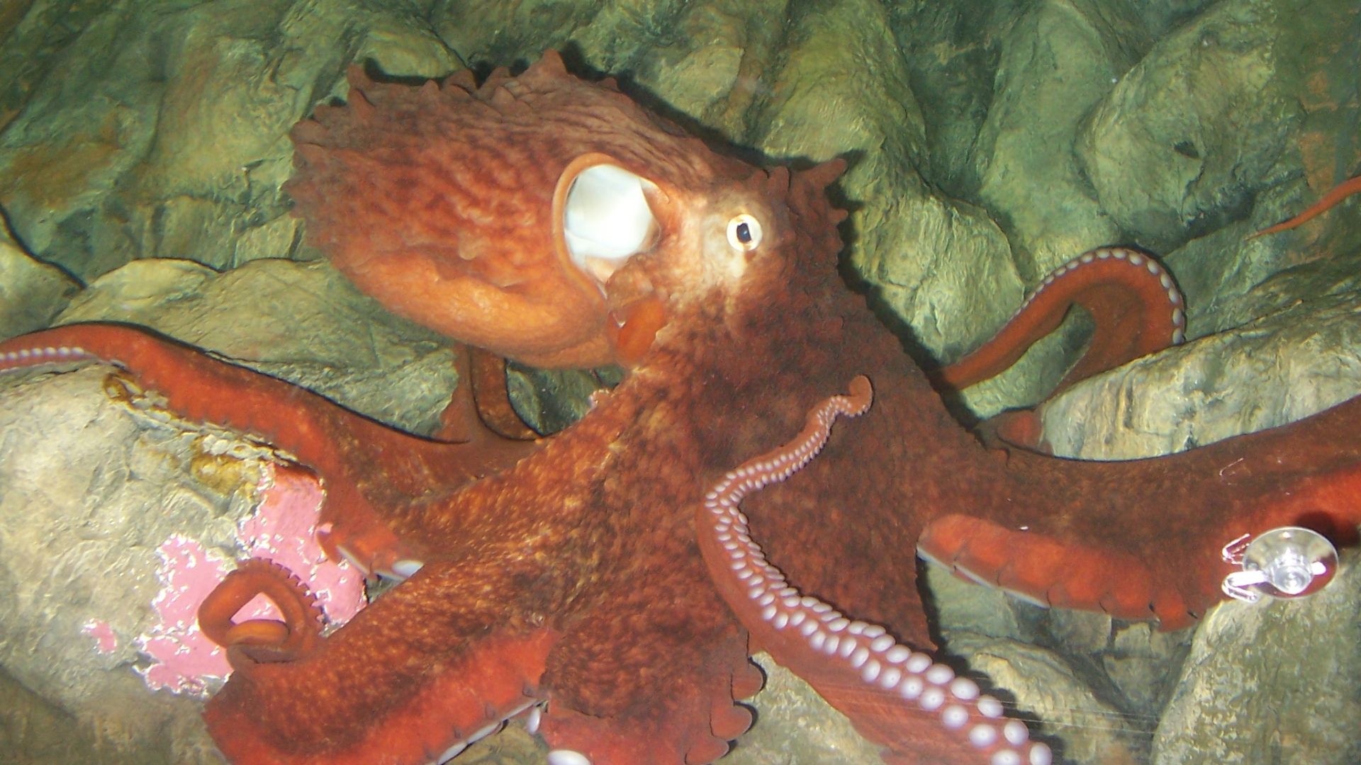 Weird & Wonderful: The 20 Strangest Octopus Species - PetsAndPals