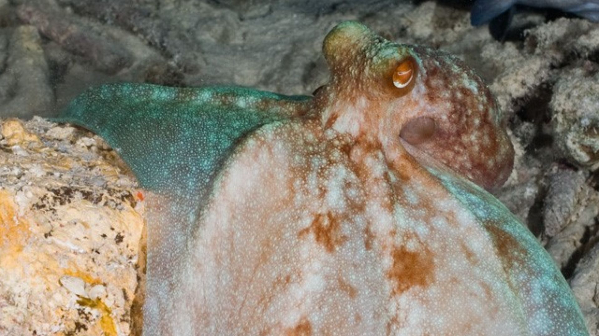 Weird & Wonderful: The 20 Strangest Octopus Species - PetsAndPals