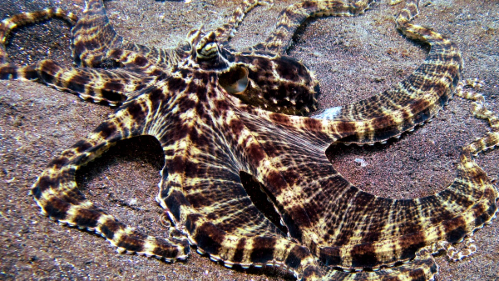 Weird & Wonderful: The 20 Strangest Octopus Species - PetsAndPals