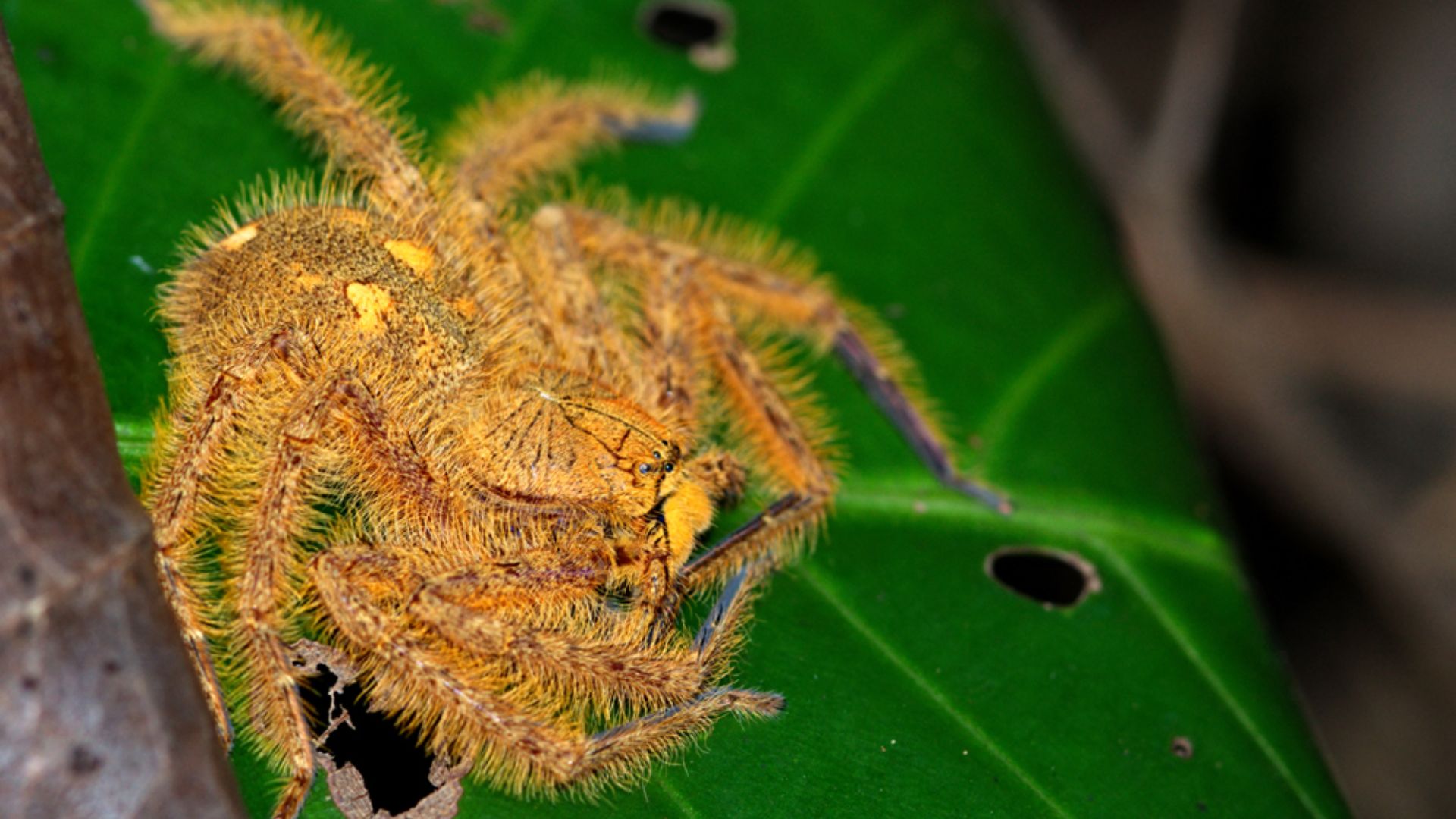Creepy Crawlies: 20 Beautiful But Terrifying Spider Species - PetsAndPals