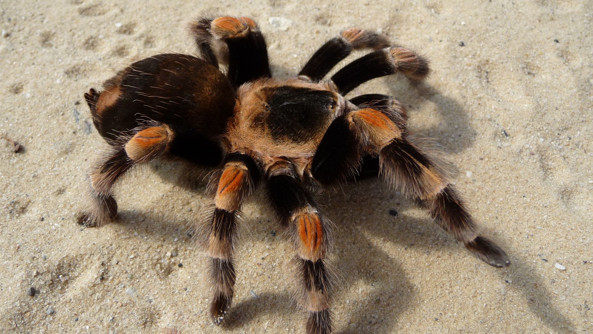 Creepy Crawlies: 20 Beautiful But Terrifying Spider Species - PetsAndPals